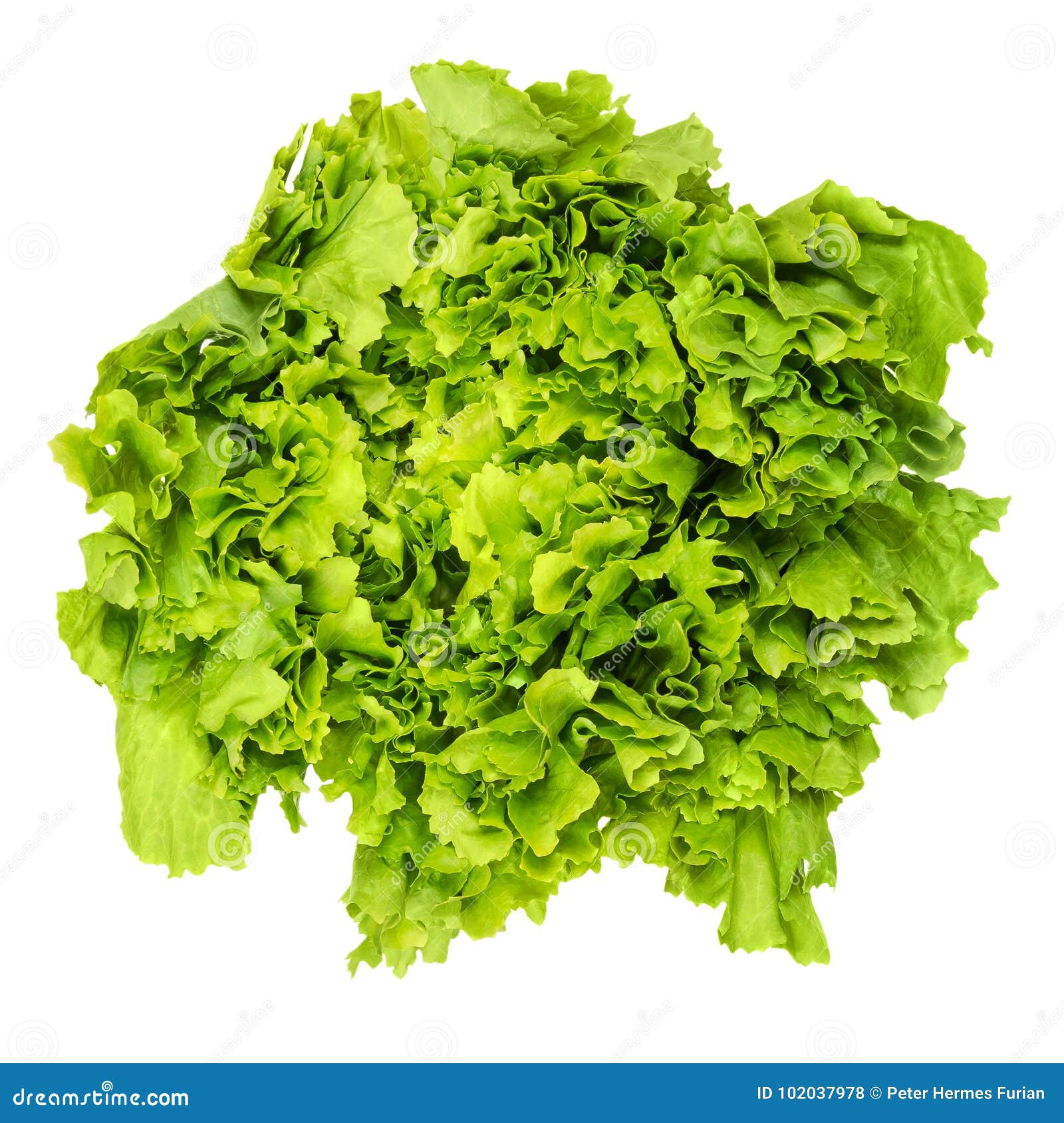 Cabeza De La Lechuga De La Endibia De La Escarola Desde Arriba Sobre ...