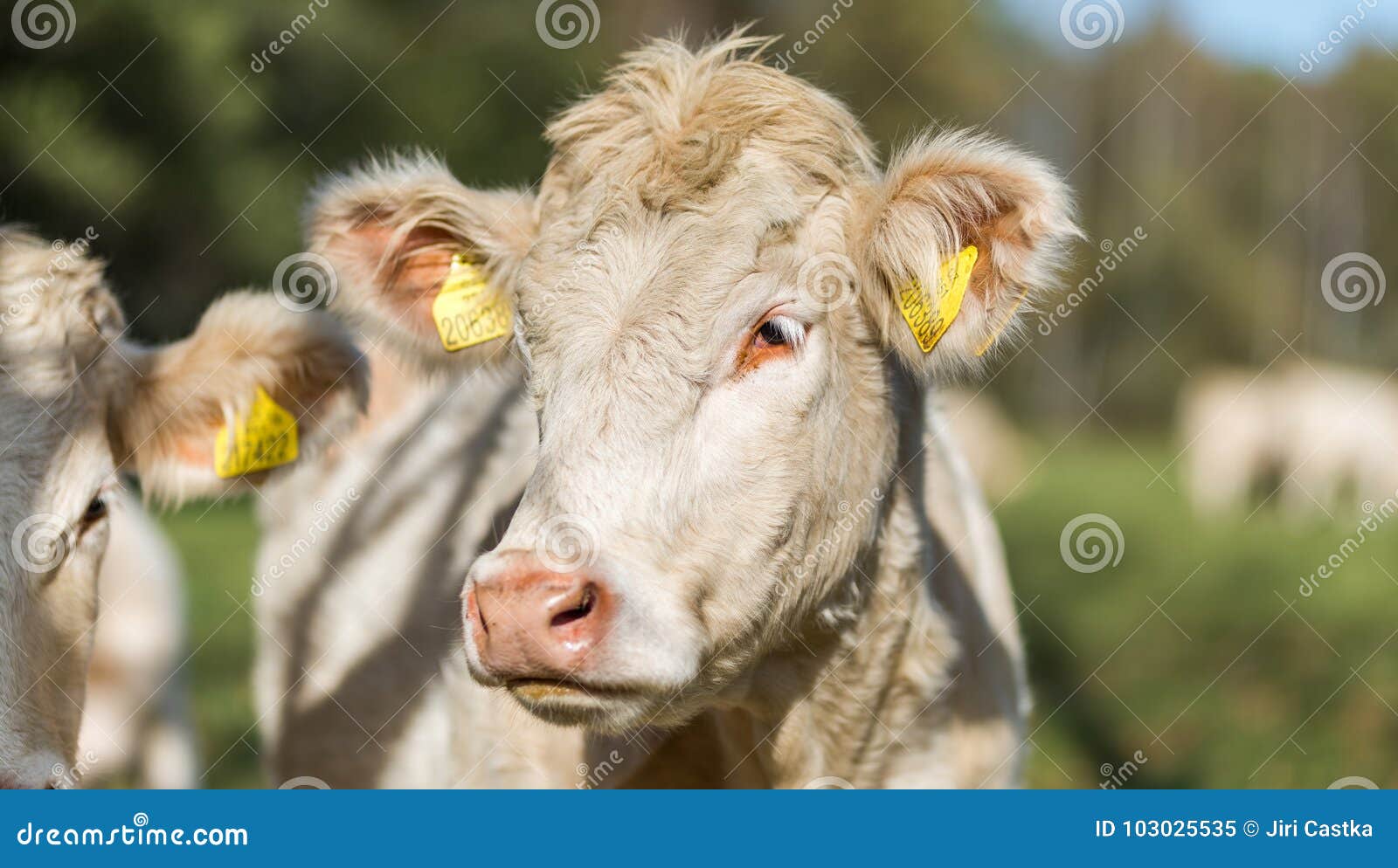 Cabeza de la vaca imagen de archivo. Imagen de color - 103025535