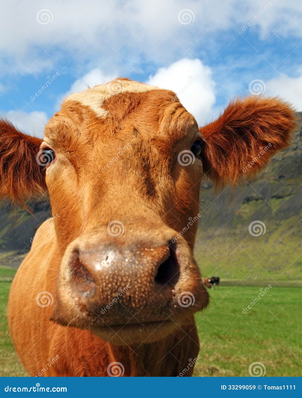 4,035 Cabeza De La Vaca Fotos de stock - Fotos libres de regalías de ...