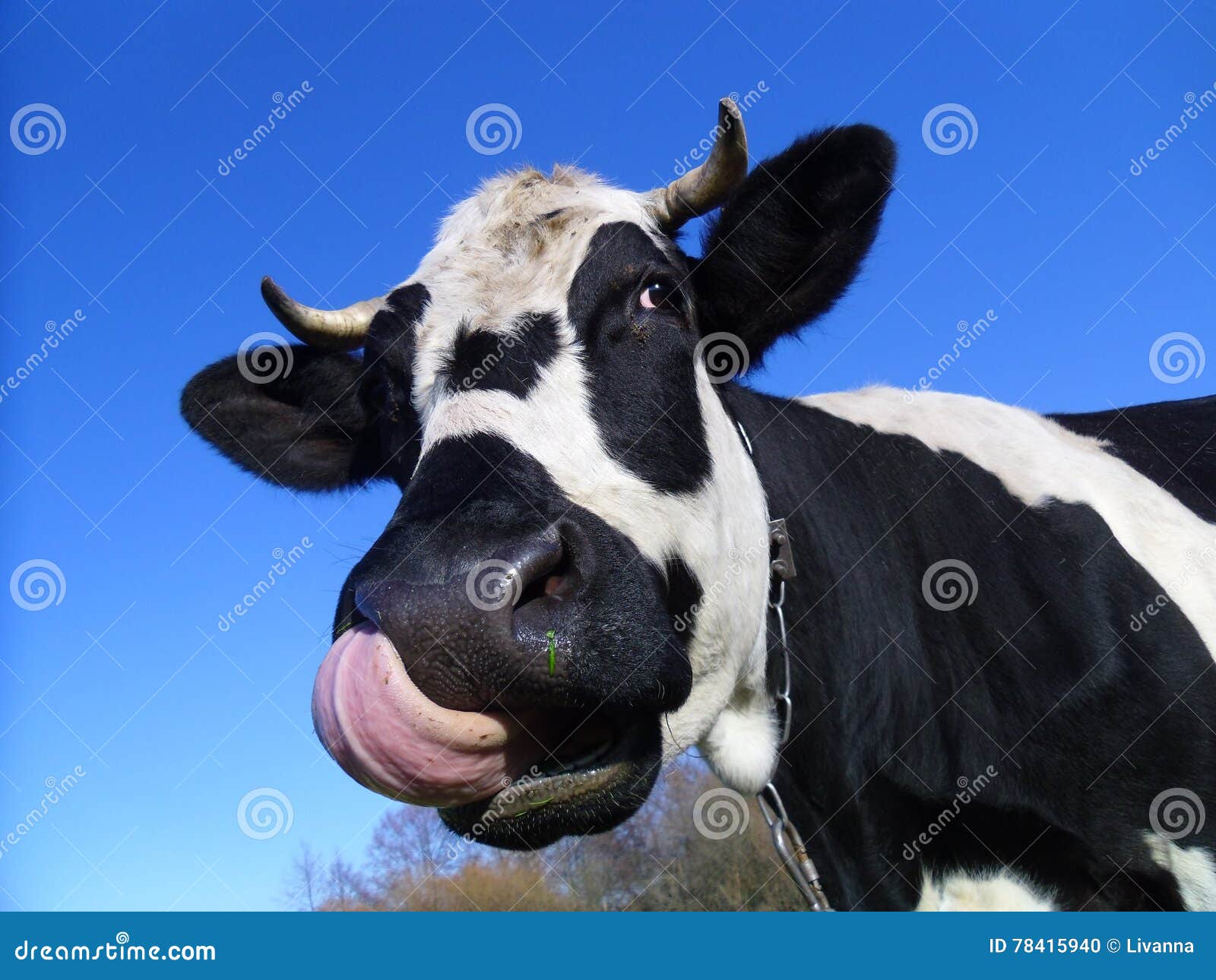 Cabeza de la vaca foto de archivo. Imagen de agricultura - 78415940