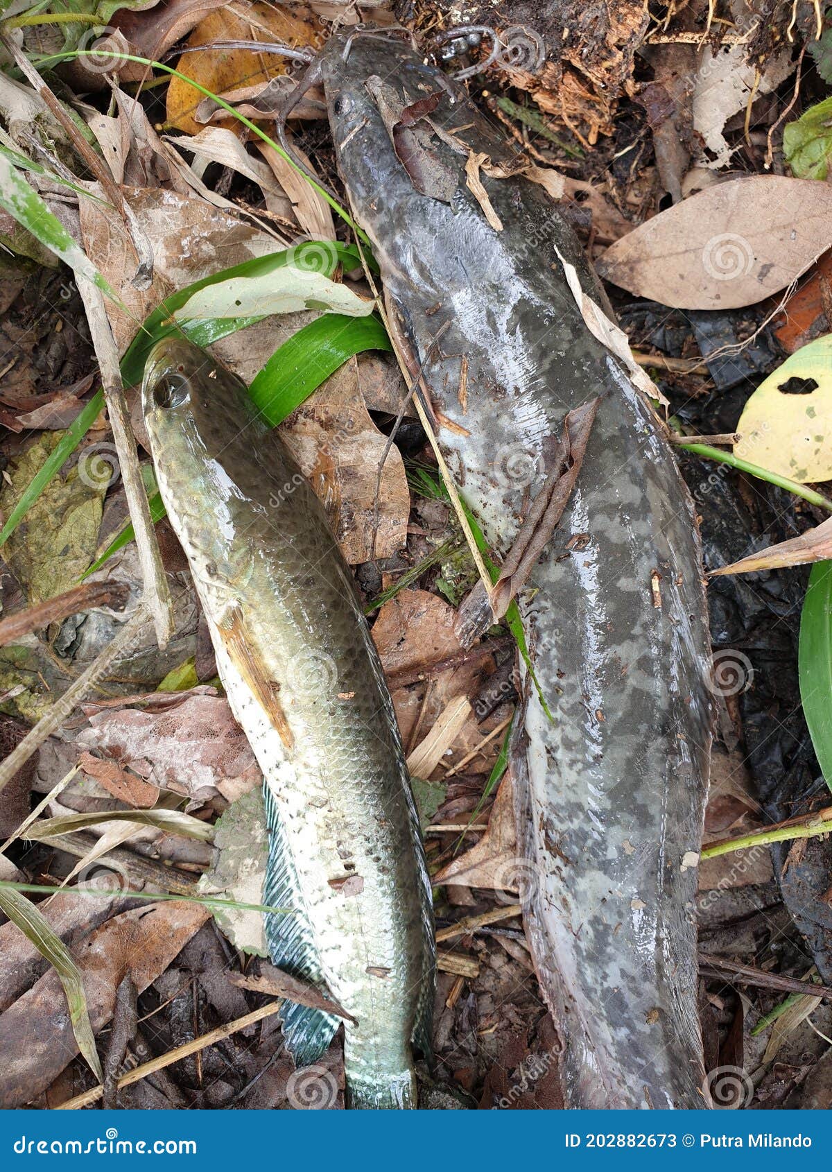 Cabeza De Serpiente De Pez Gato Imagen de archivo - Imagen de pescados ...