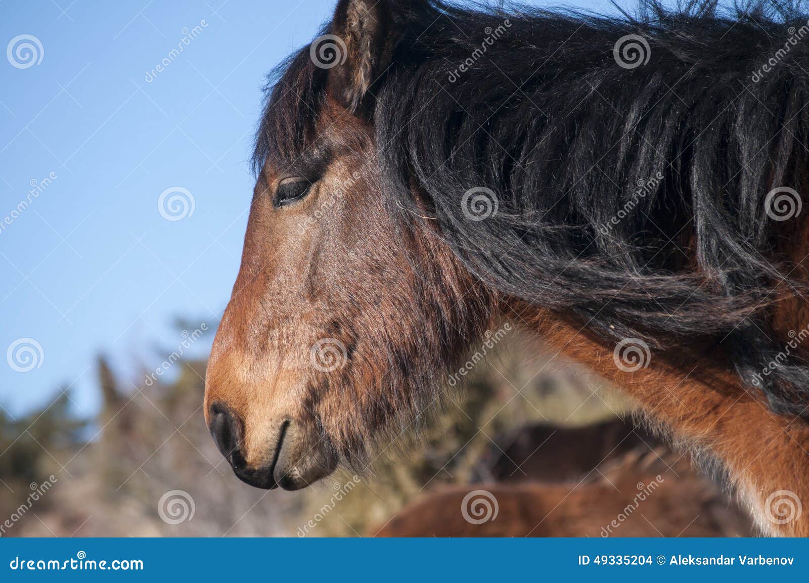 Cabeza de un burdégano foto de archivo. Imagen de animal - 49335204