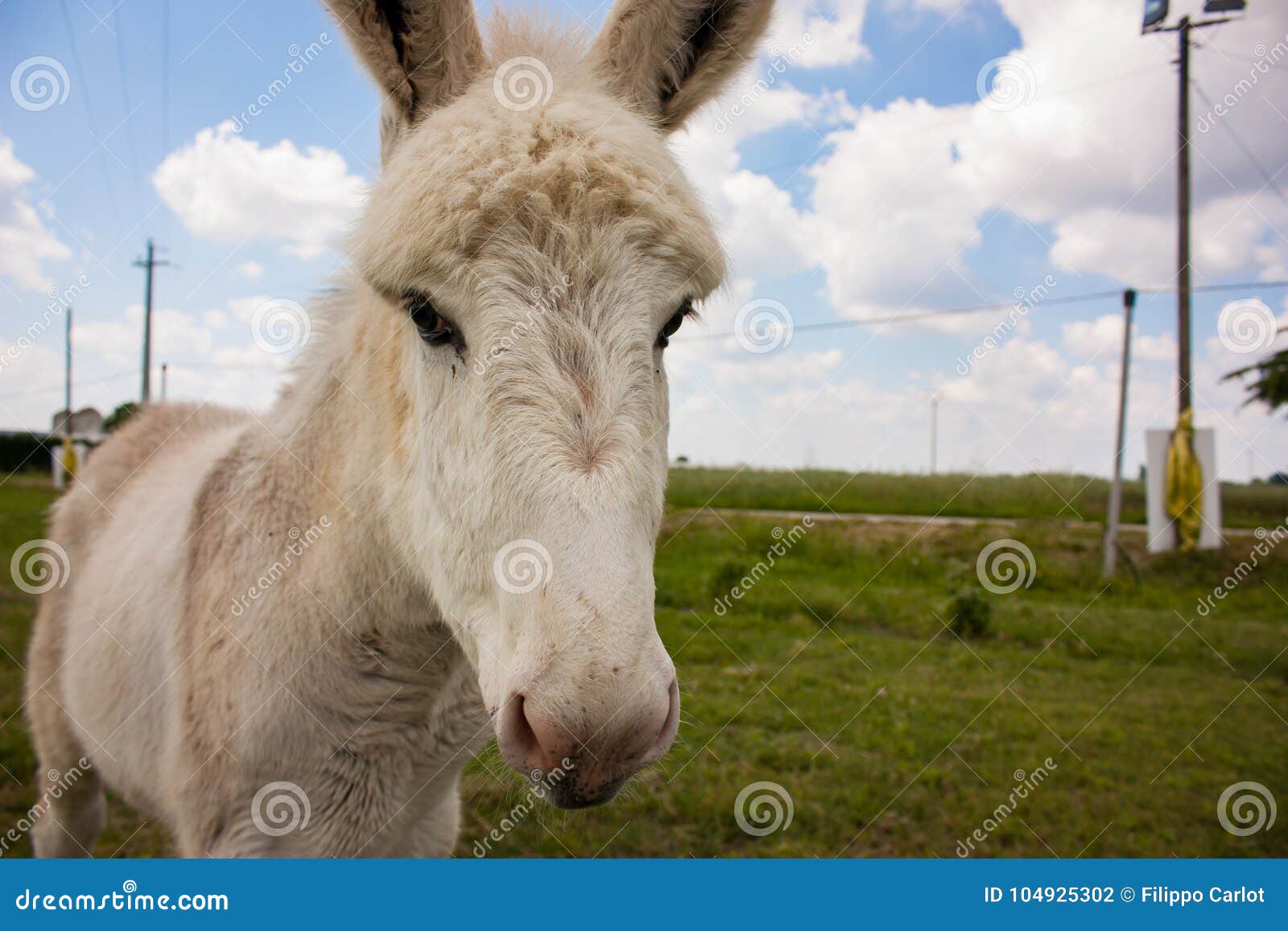 Cabeza de un burro blanco foto de archivo. Imagen de cubo - 104925302