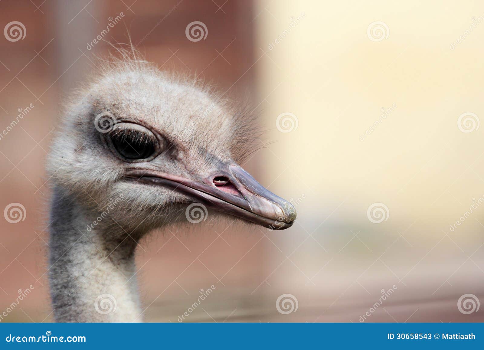 Cabeza De Una Avestruz (camelus Del Struthio) Imagen de archivo ...