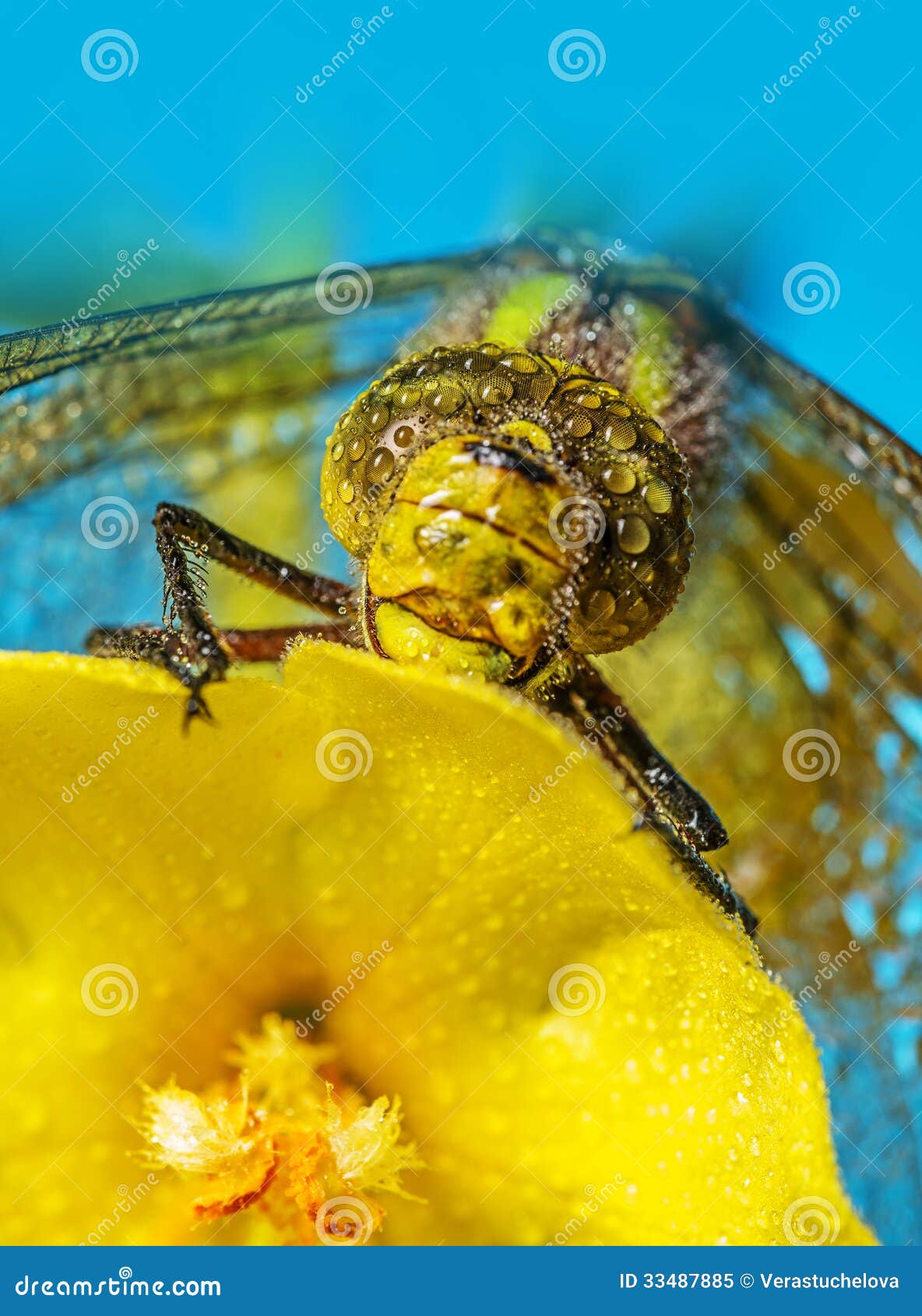 Cabeza de una libélula imagen de archivo. Imagen de animal - 33487885