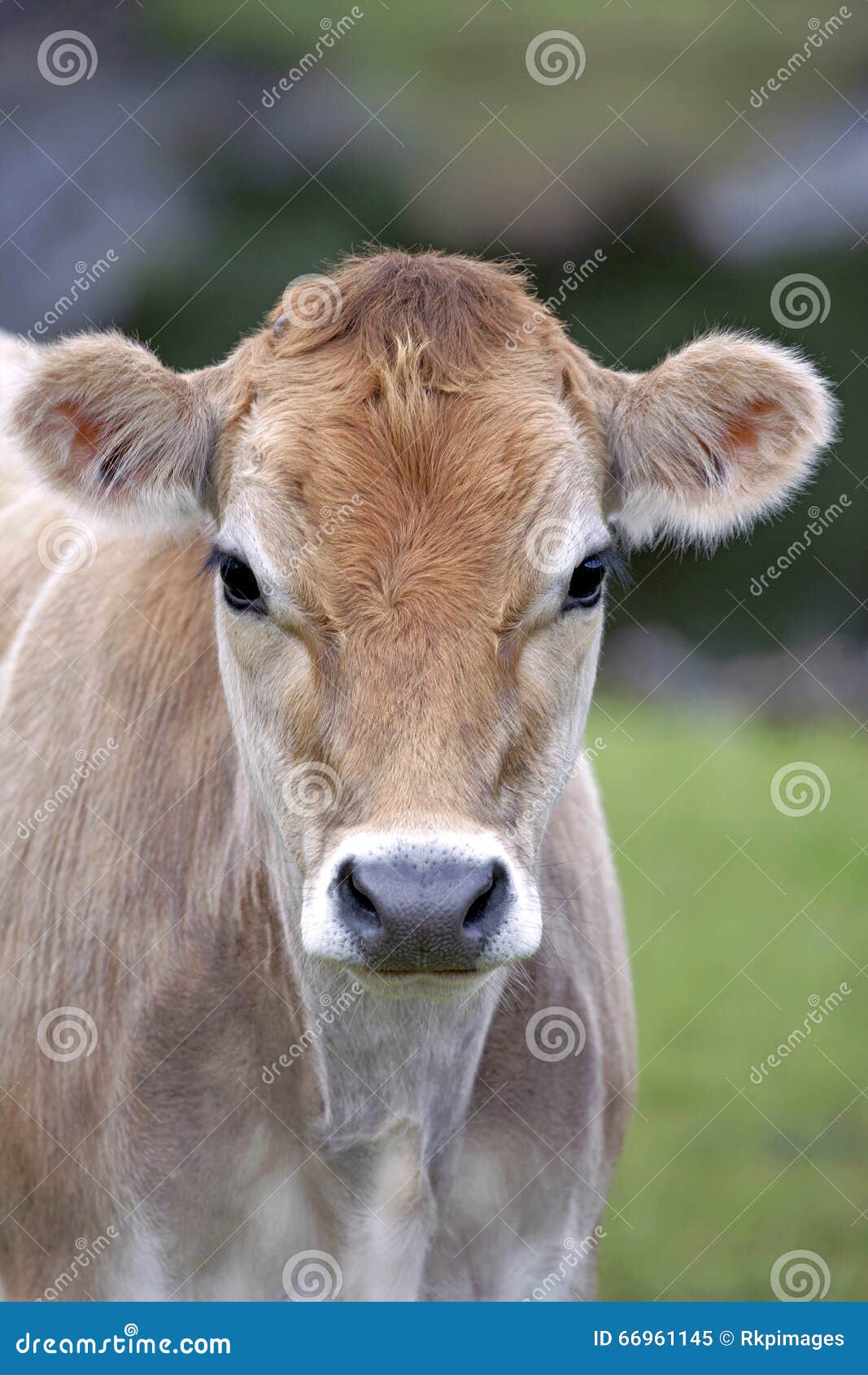 Cabeza Del Becerro De La Vaca Del Jersey Imagen de archivo - Imagen de ...