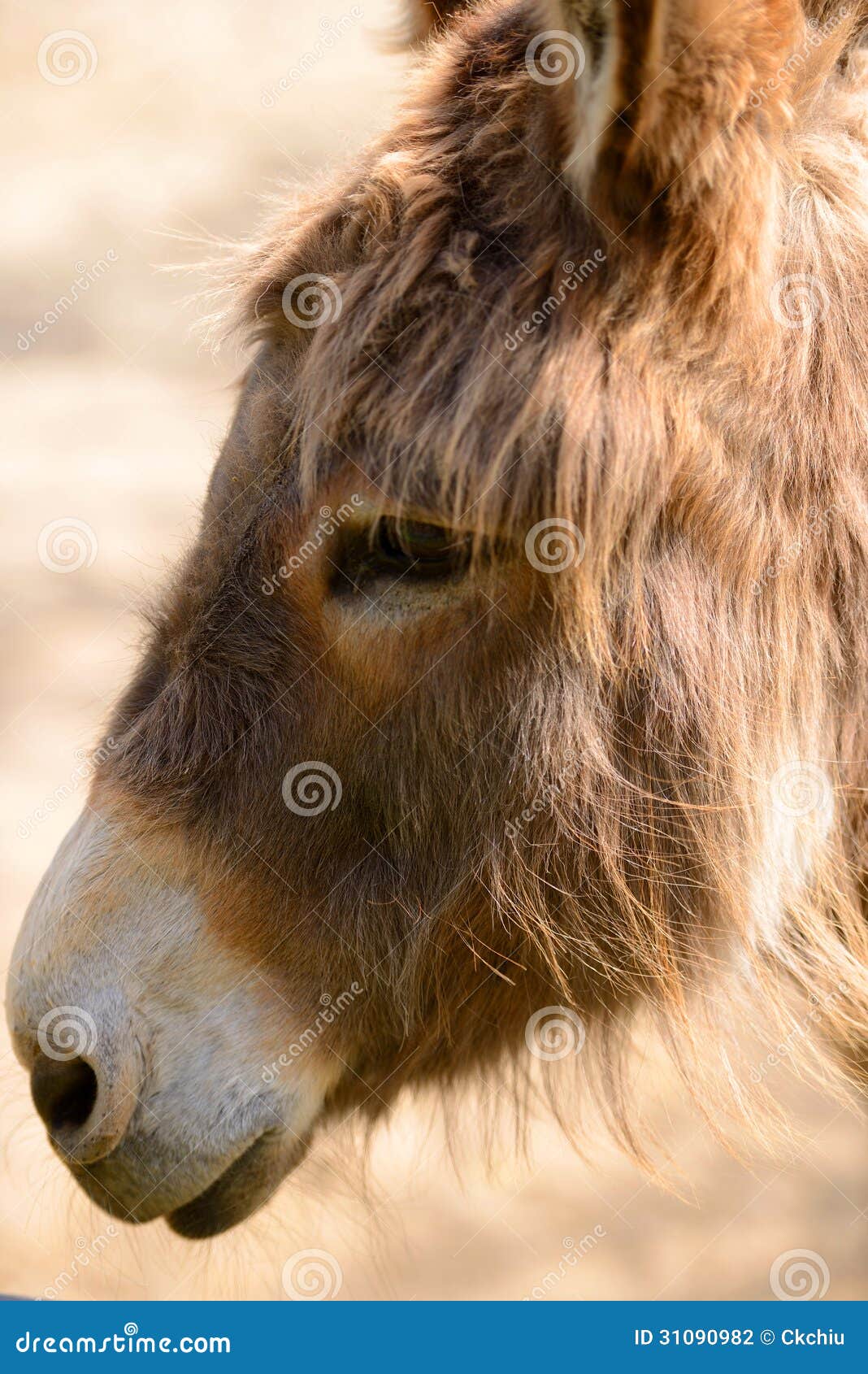 Cabeza del burro foto de archivo. Imagen de burro, domesticado - 31090982