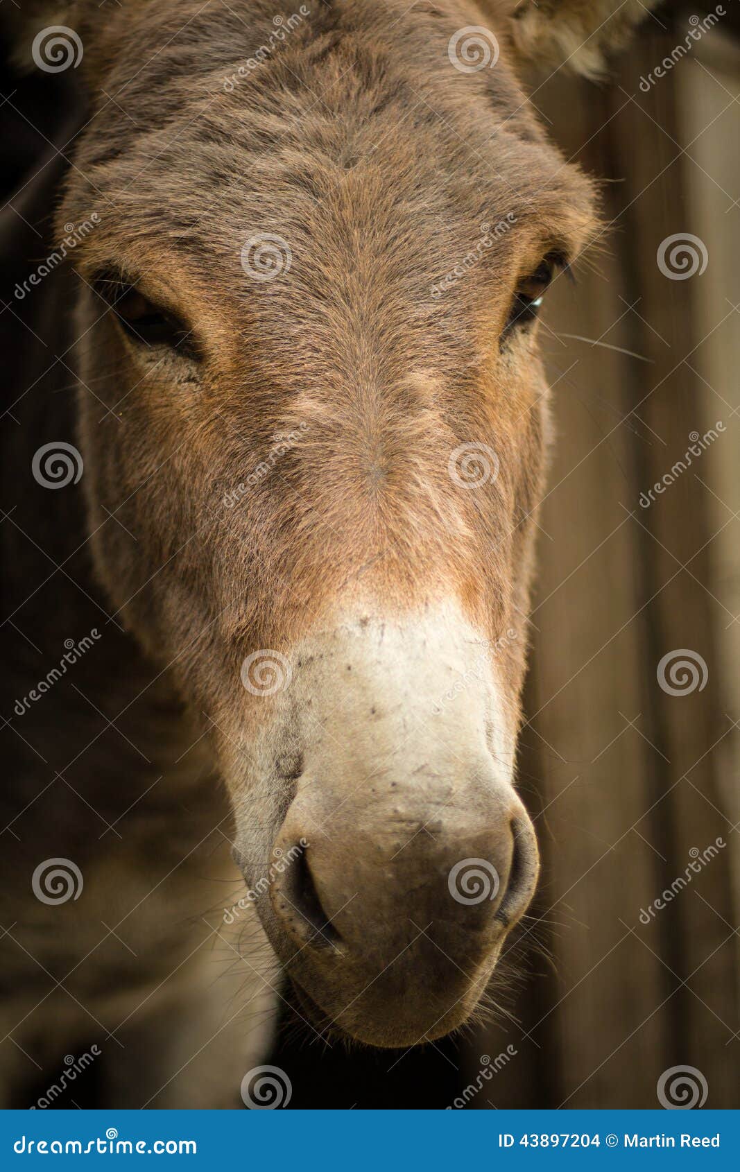 Cabeza del burro - primer foto de archivo. Imagen de selectivo - 43897204