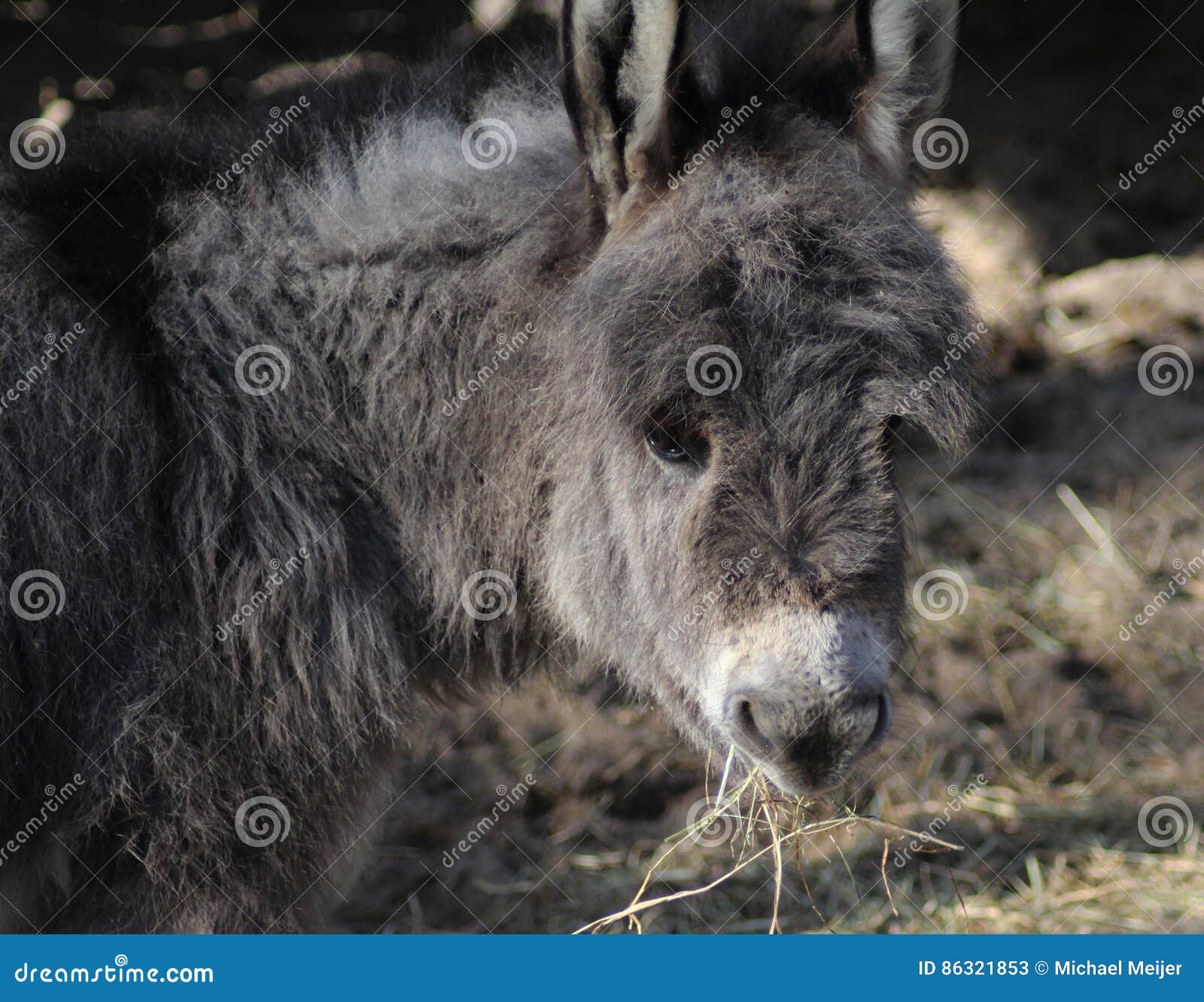 Cabeza enana del burro imagen de archivo. Imagen de primer - 86321853