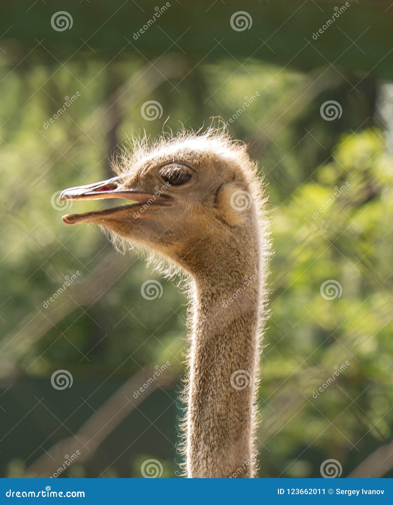 Cabeza Lanuda De La Avestruz Imagen de archivo - Imagen de pico, fauna ...