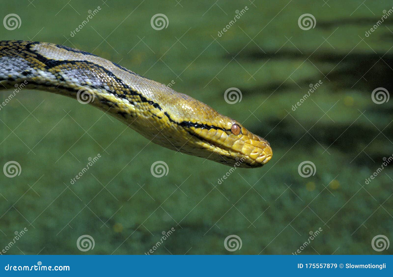 Cabeza Reticulada De Python Python Reticulatus Imagen de archivo ...