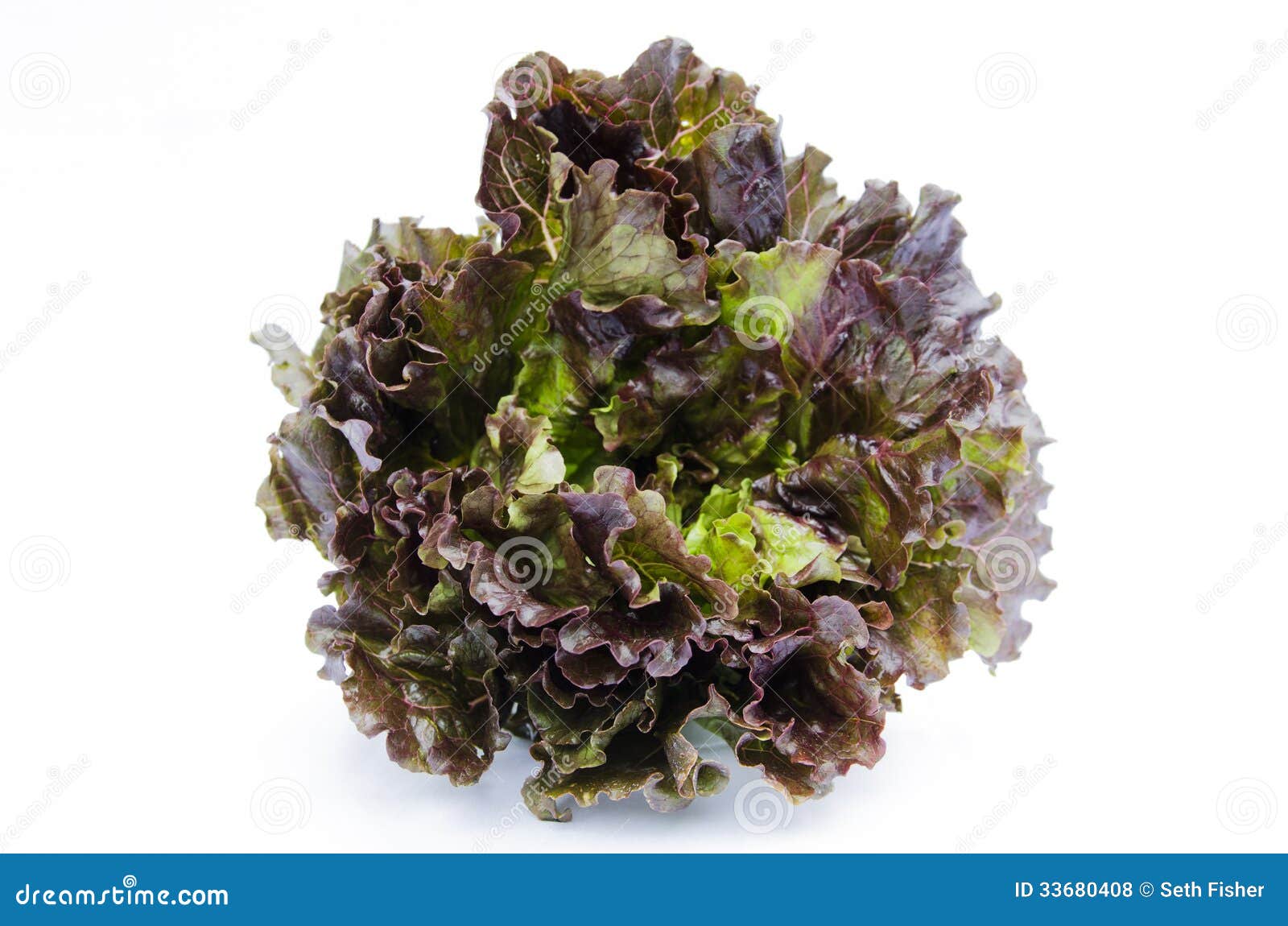 Cabeza Roja De La Lechuga De La Extremidad Foto de archivo - Imagen de ...