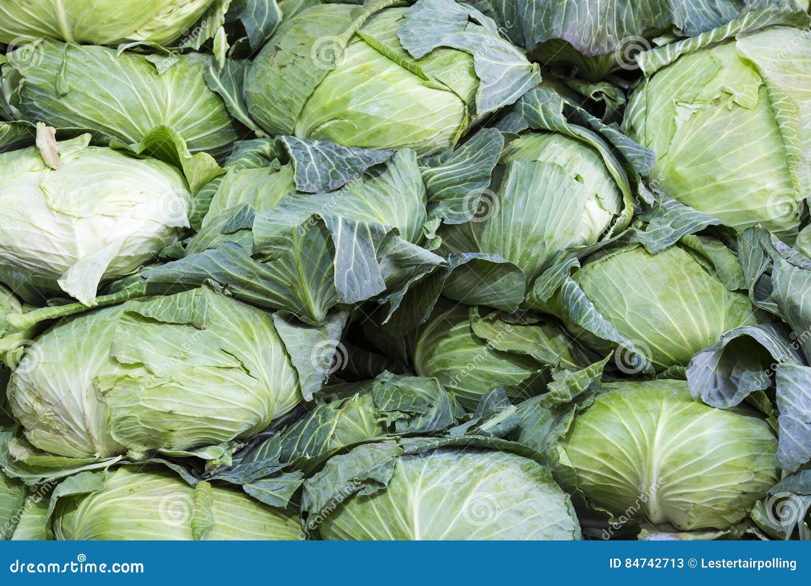 Cabezas De La Col Un Grande Imagen de archivo - Imagen de nutritivo ...