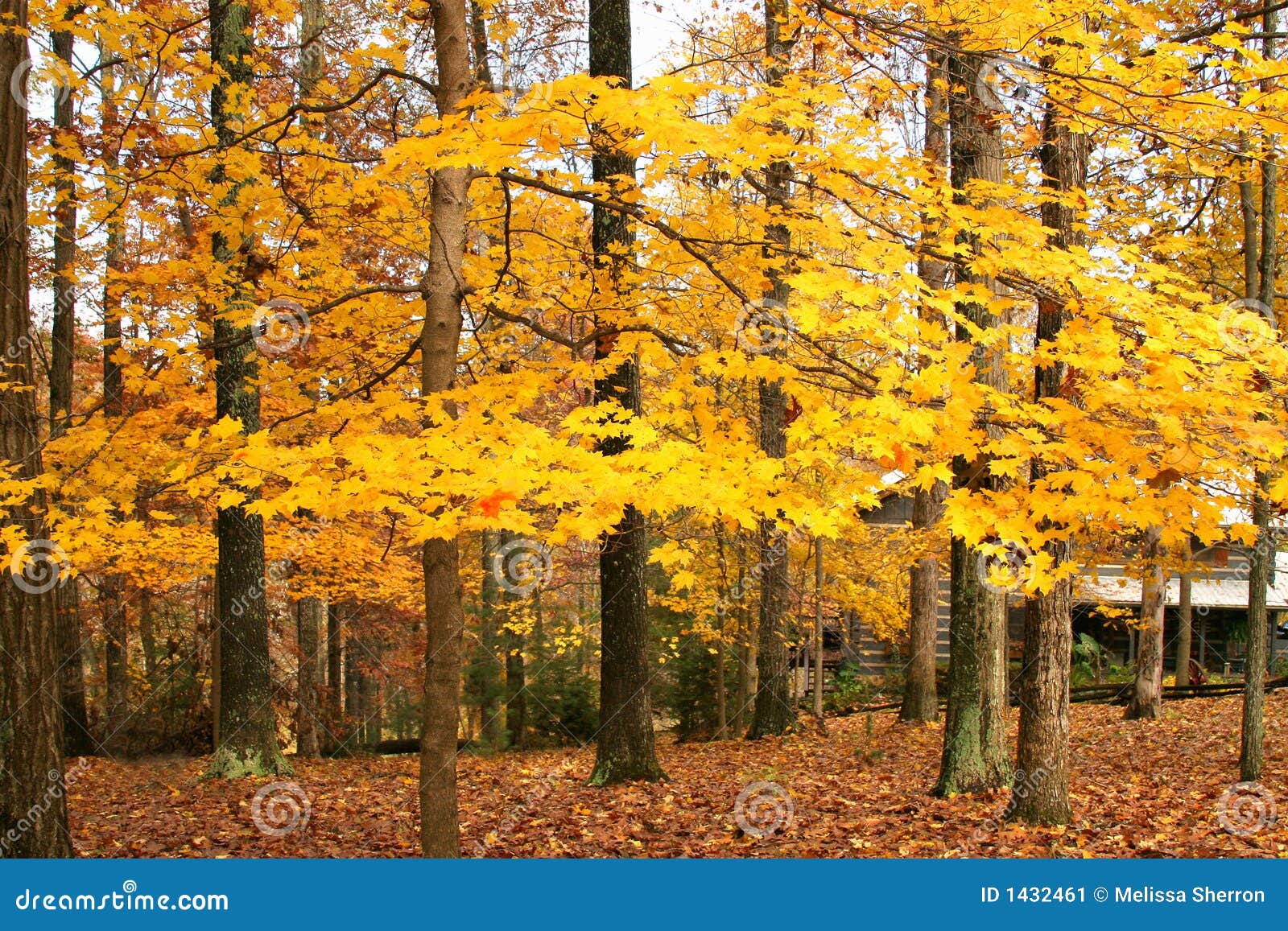 Cabin in the Woods with Autumn Stock Image - Image of scenic, beauty ...