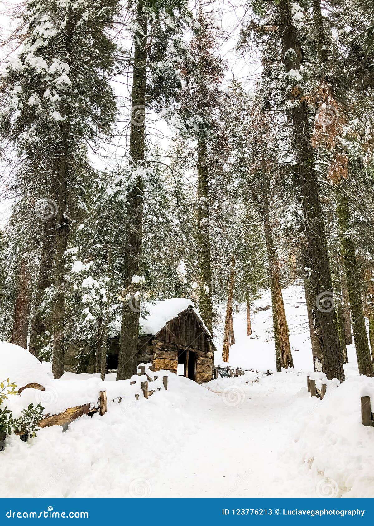 Cabina En El Bosque En El Parque Nacional De Secoya Gigante Imagen de ...