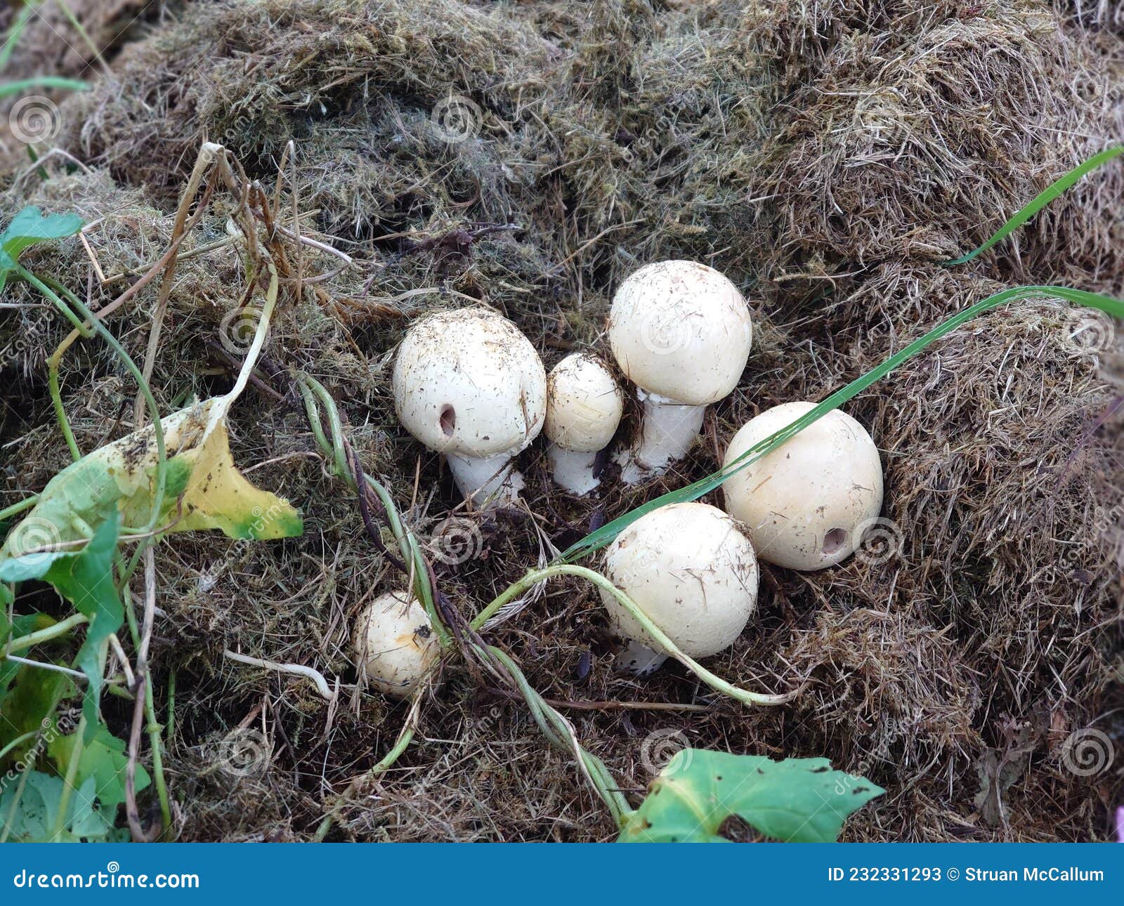 Cabines de compost. image stock. Image du compost, mycète - 232331293