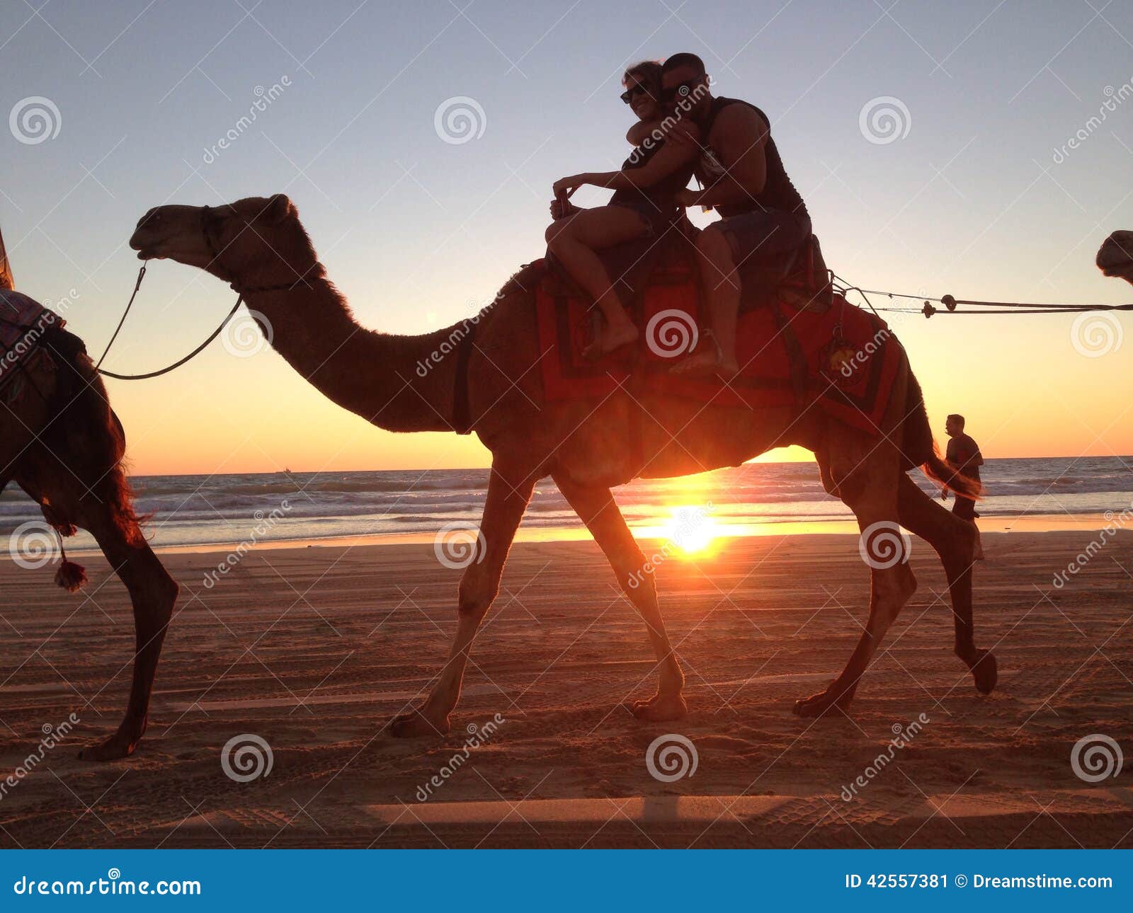 Cable beach camel editorial photo. Image of sand, camel - 42557381