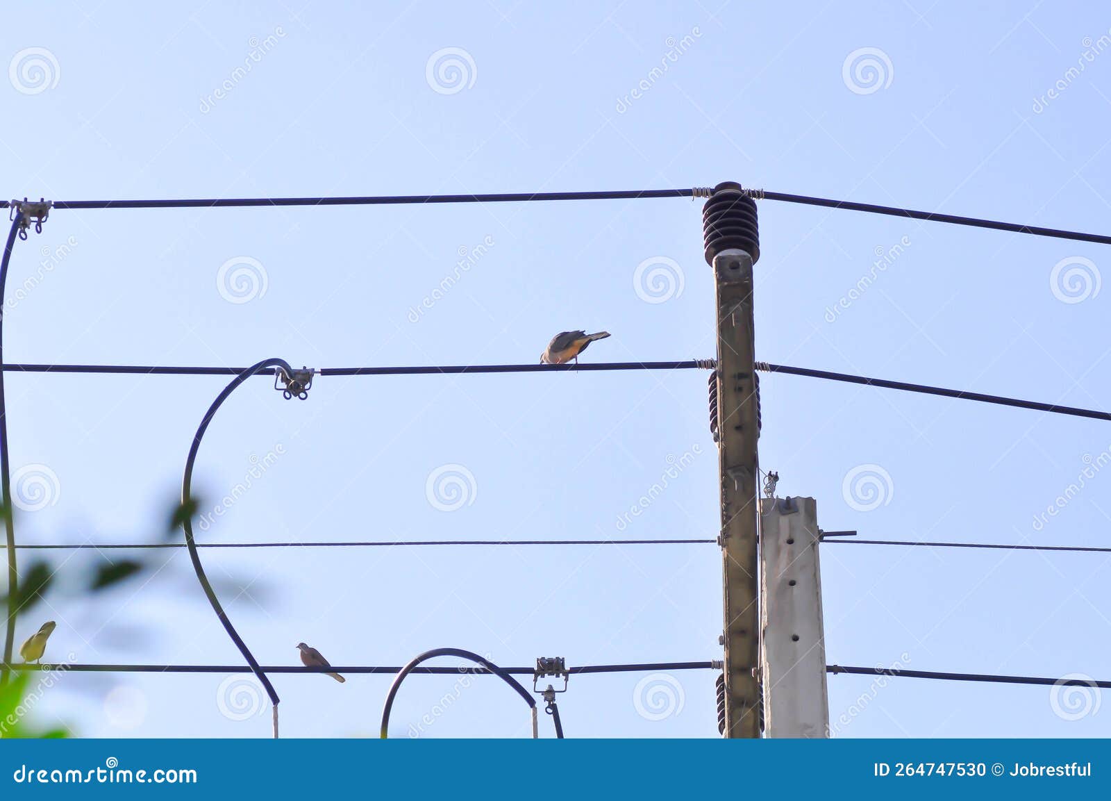 Cable and a Bird , Dove on the Cable Stock Photo - Image of daylight ...
