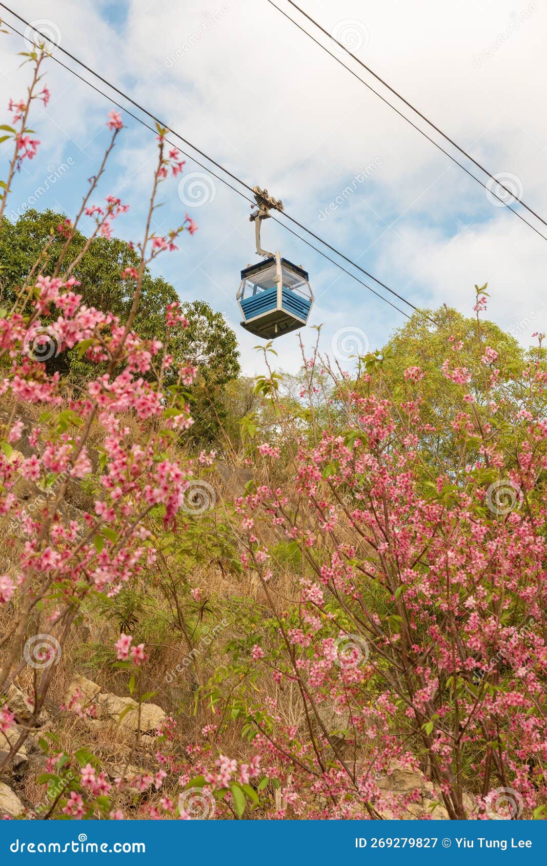Cable Car with Cherry Blossom in Full Bloom in Hong Kong Stock Image ...