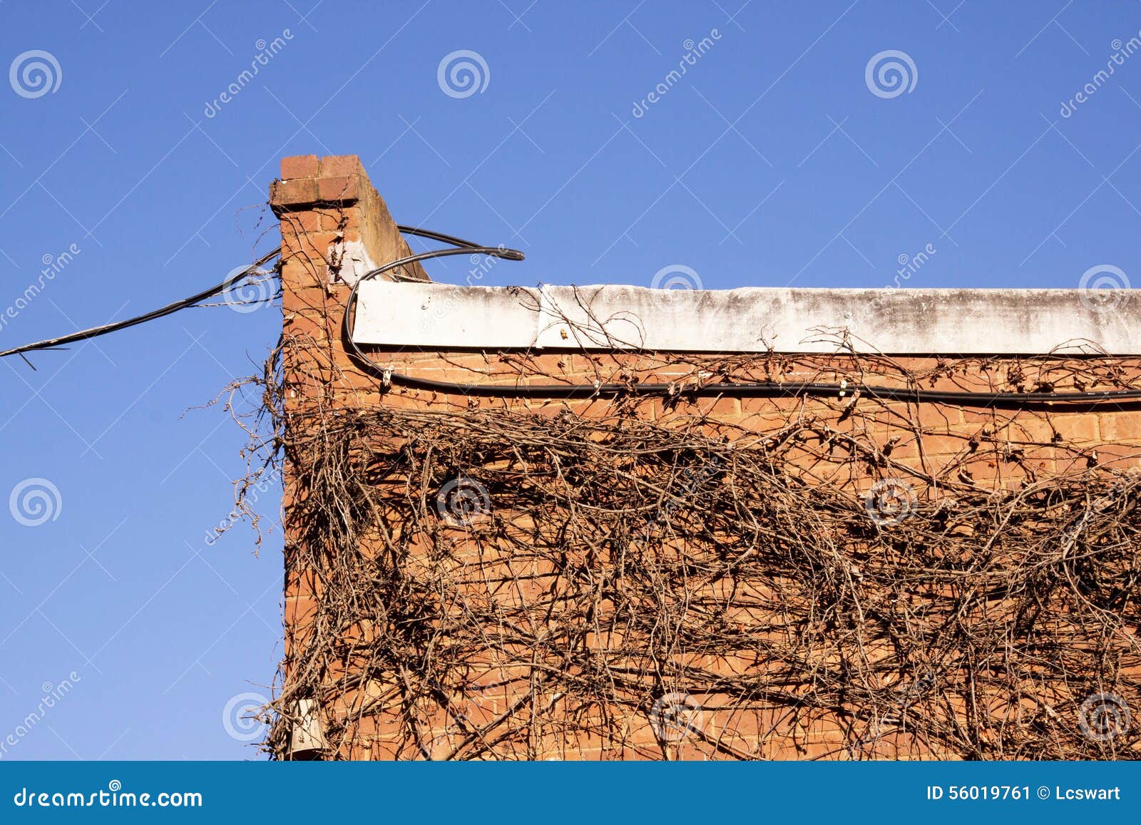 Cable and Dry Creeper on Side of Red Brick Building Stock Image - Image ...