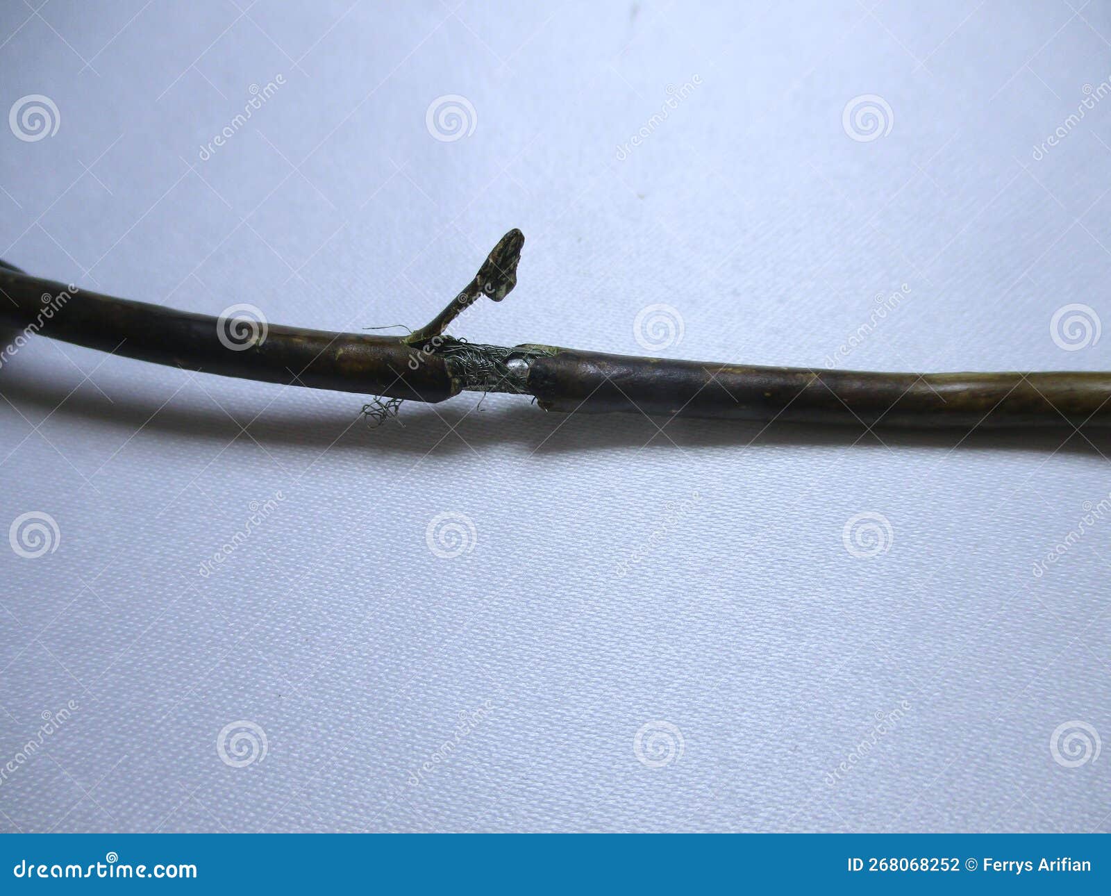 Cable that Has Been Peeled Off Stock Photo - Image of wood, jewellery ...