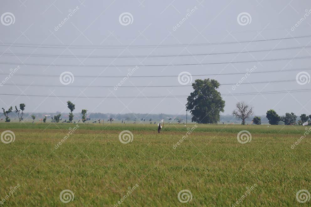 The cable line runs across stock image. Image of rice - 316716347