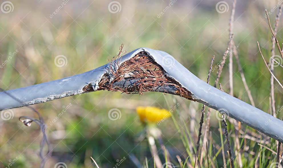 Cable Outside - Eaten by Rodents Stock Photo - Image of technology ...