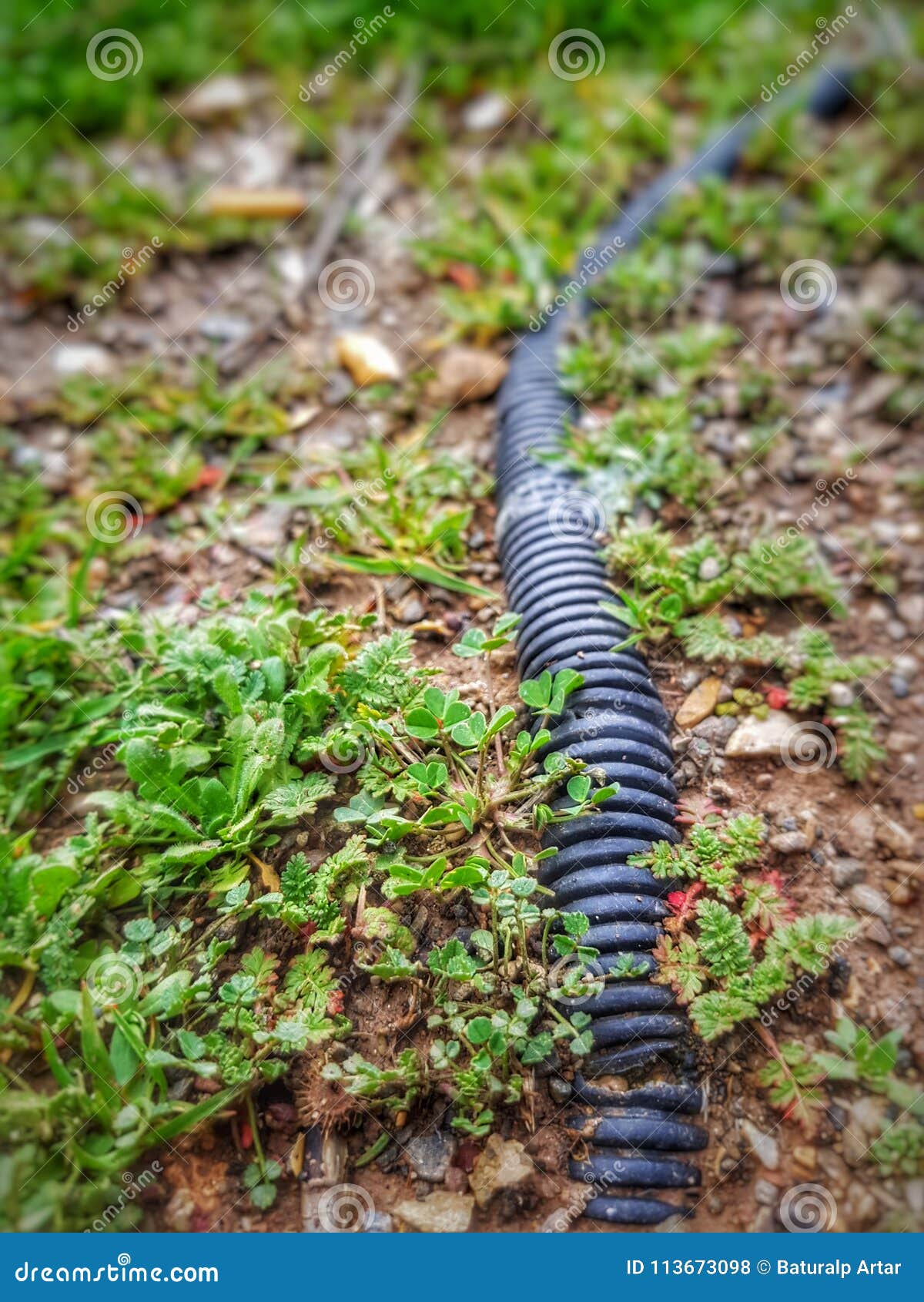 Cable in plants stock photo. Image of soil, plants, green - 113673098