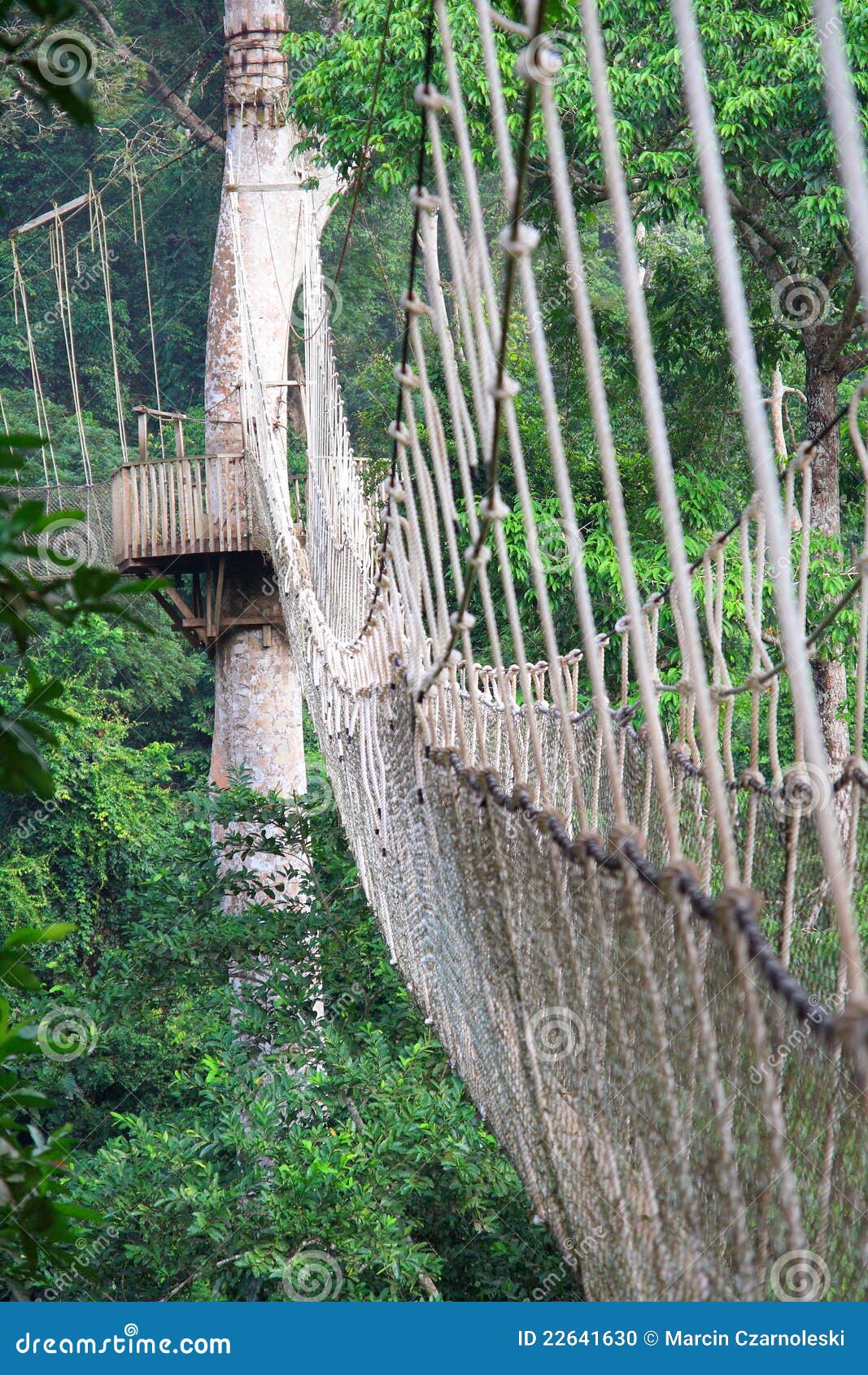 Cable-stayed Bridge in Tree Canopies, Africa Stock Photo - Image of ...