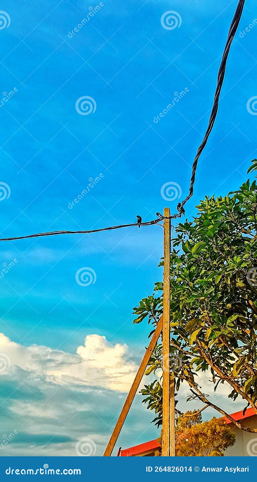 Cable Support Poles that Birds Land on Stock Photo - Image of support ...