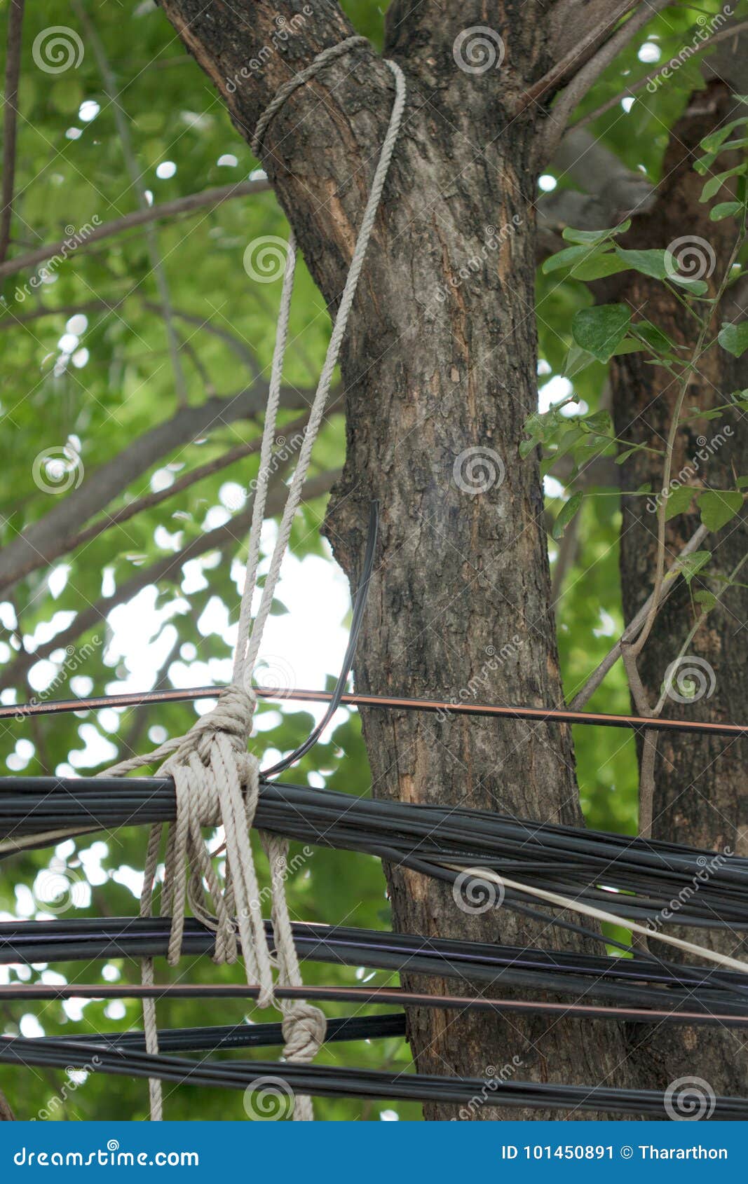 Cable on tree stock image. Image of leaf, woods, nature - 101450891