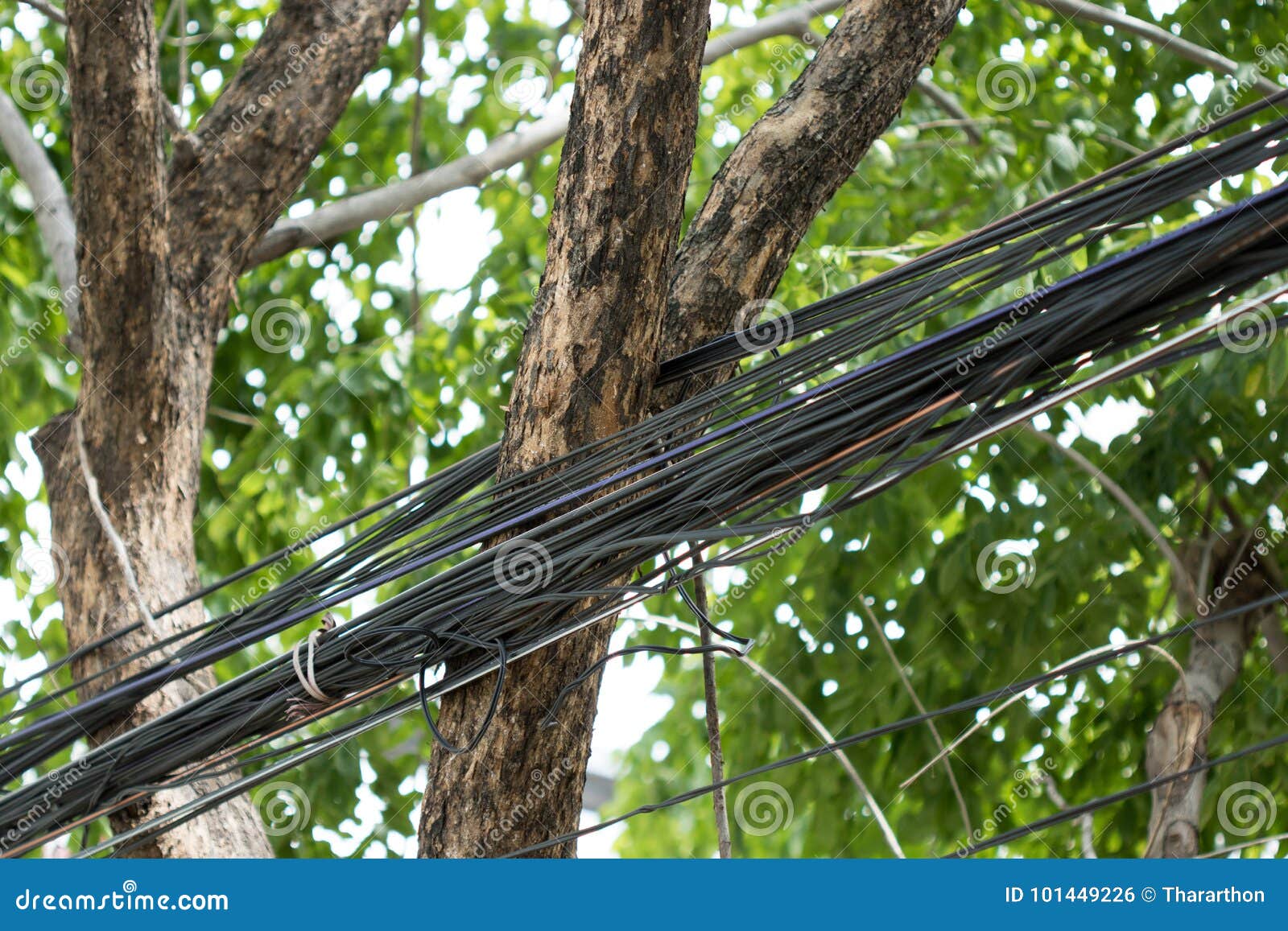 Cable on tree stock photo. Image of forest, tree, cable - 101449226
