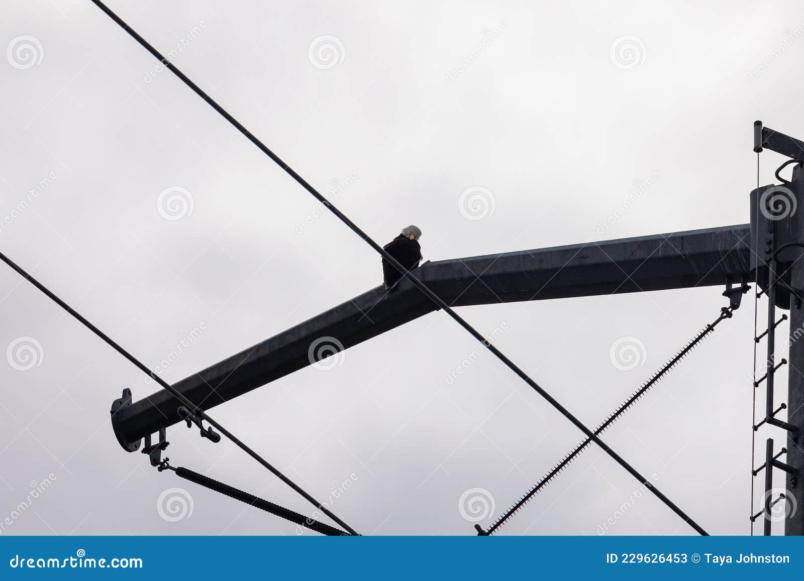 Cables Running To a Steel Telephone Pole with an Eagle Stock Image ...
