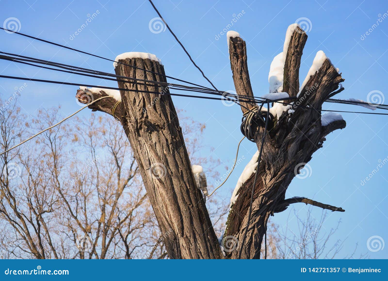 Cables on a tree stock image. Image of contact, line - 142721357