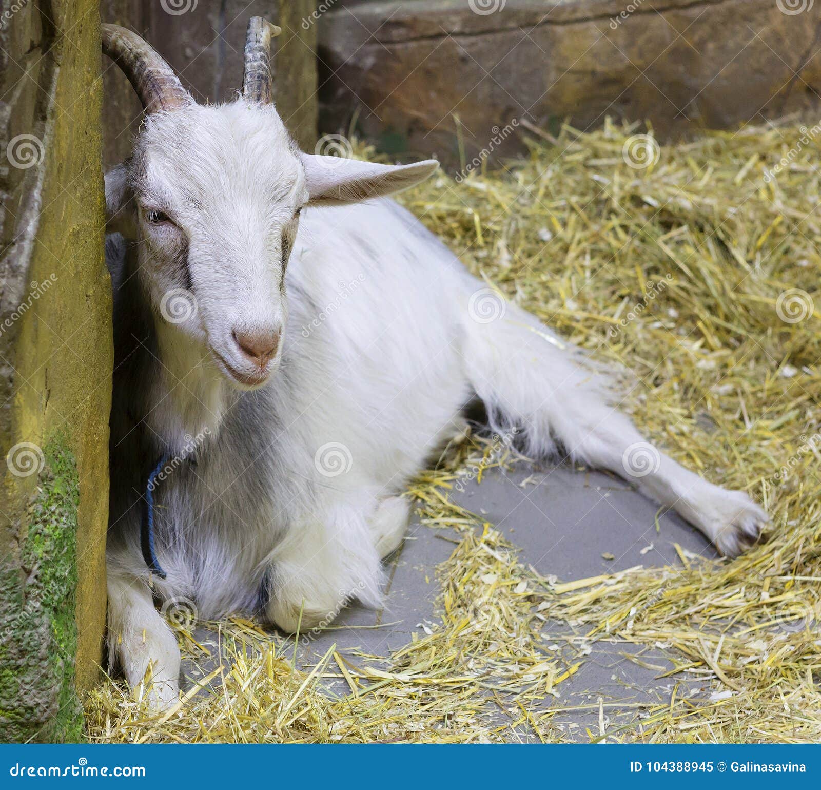 Cabra imagen de archivo. Imagen de agricultura, cabra - 104388945