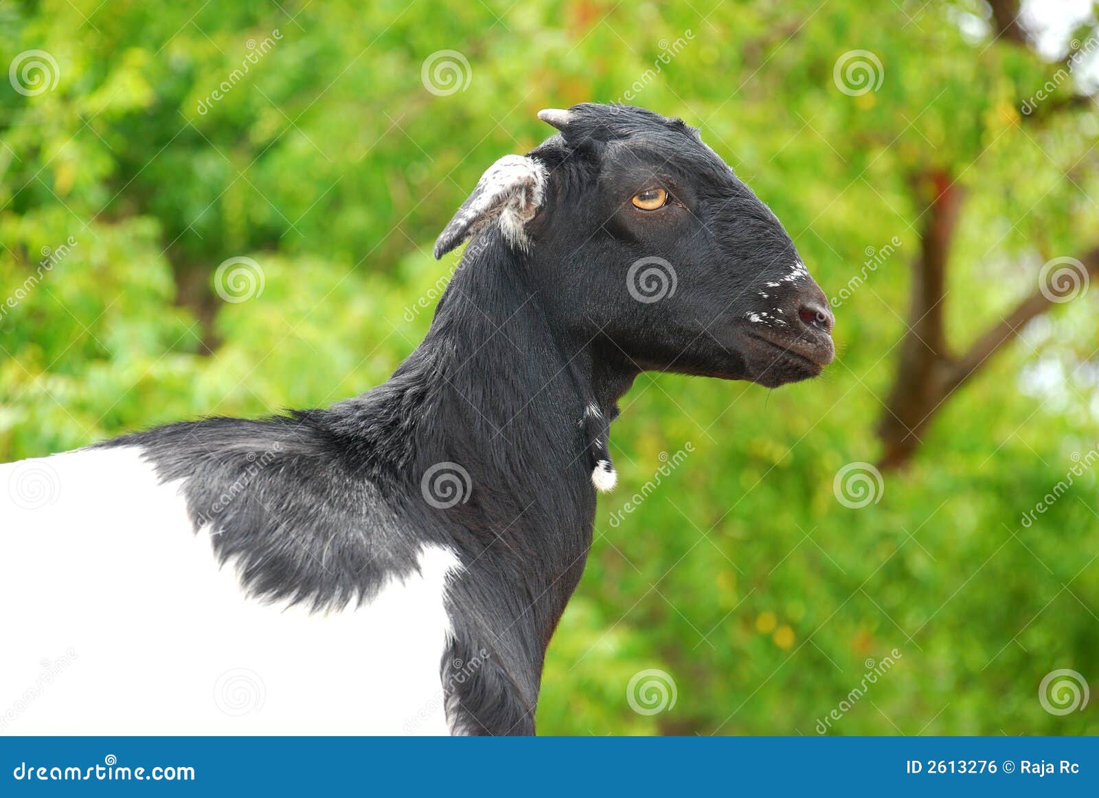 Cabra foto de archivo. Imagen de campo, verde, animal - 2613276