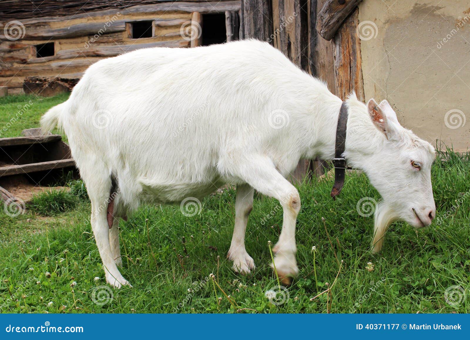 Cabra imagem de stock. Imagem de europa, europeu, idades - 40371177