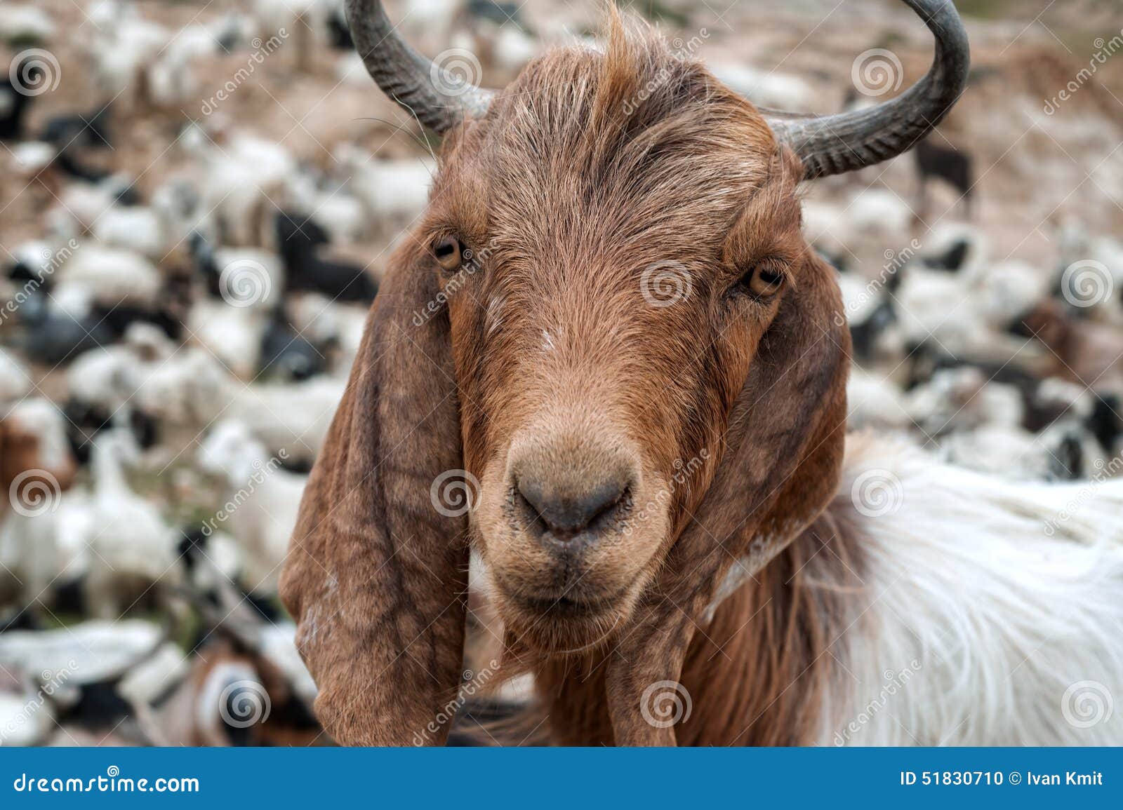 Cabra foto de stock. Imagem de cabras, retrato, animal - 51830710