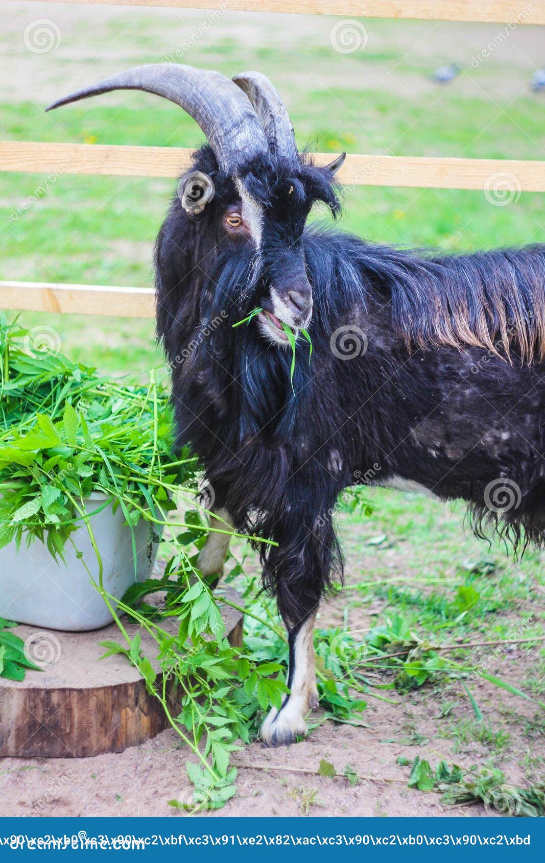 Cabra foto de archivo. Imagen de animal, barba, animales - 72753272
