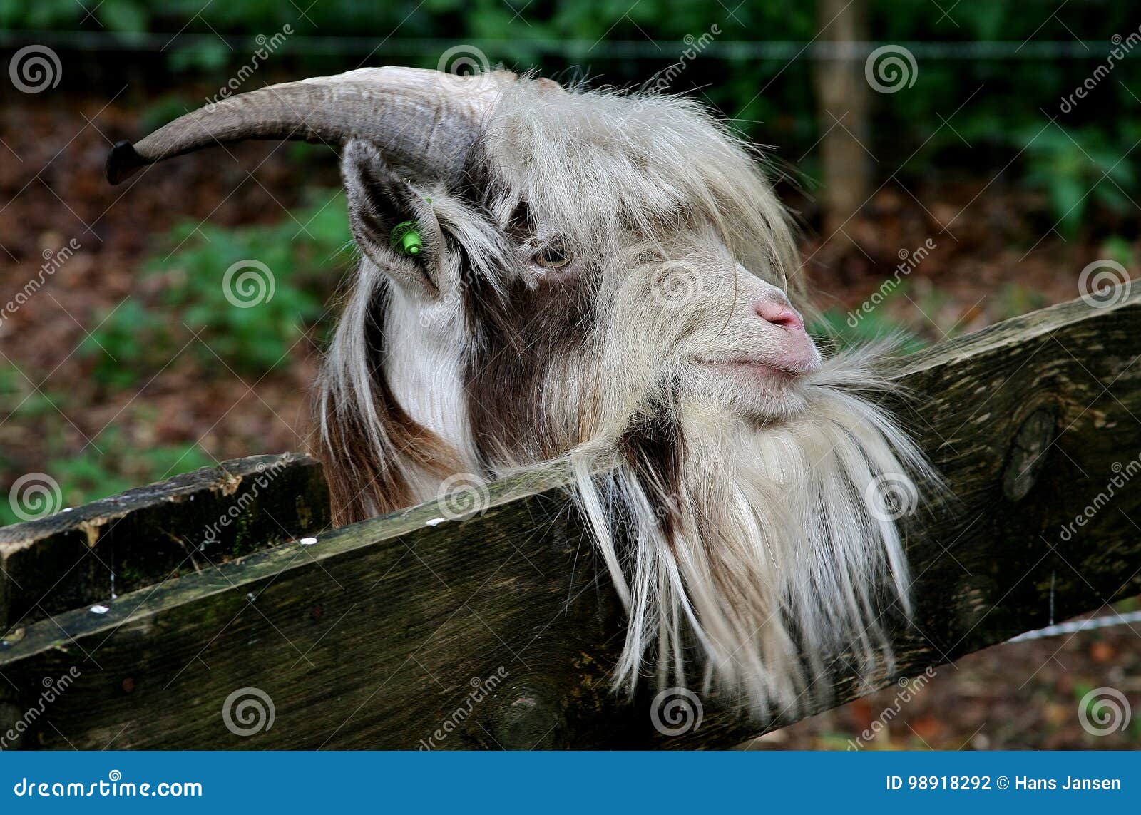 Cabra foto de archivo. Imagen de arnhem, verano, campo - 98918292