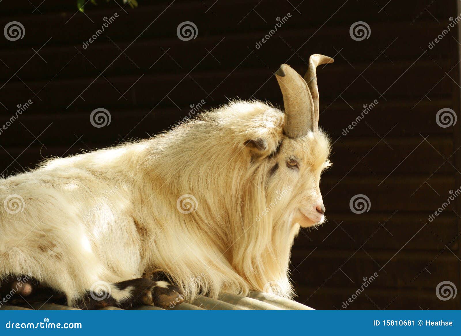 Cabra africana del pigmy imagen de archivo. Imagen de claxones - 15810681