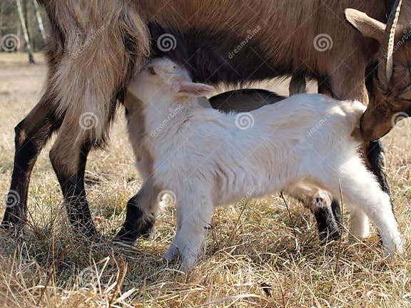 A cabra amamenta filhotes foto de stock. Imagem de nave - 38734558