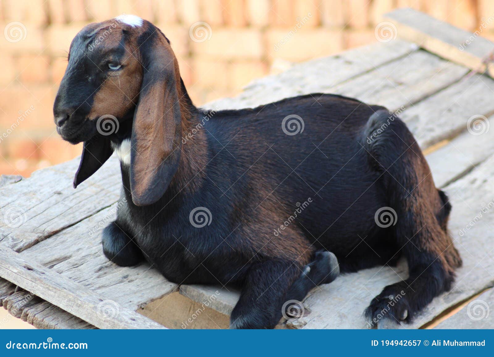 Cabra Animal Lechero De Raza India De Cabras Imagen de archivo - Imagen ...