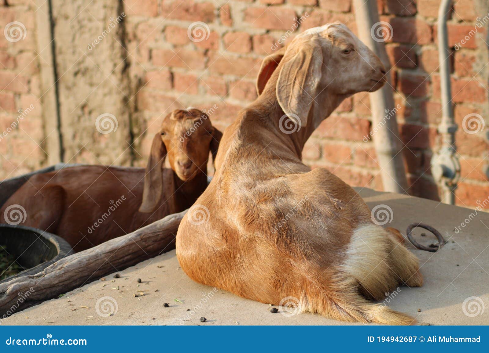 Cabra Animal Lechero De Raza India De Cabras Imagen de archivo - Imagen ...