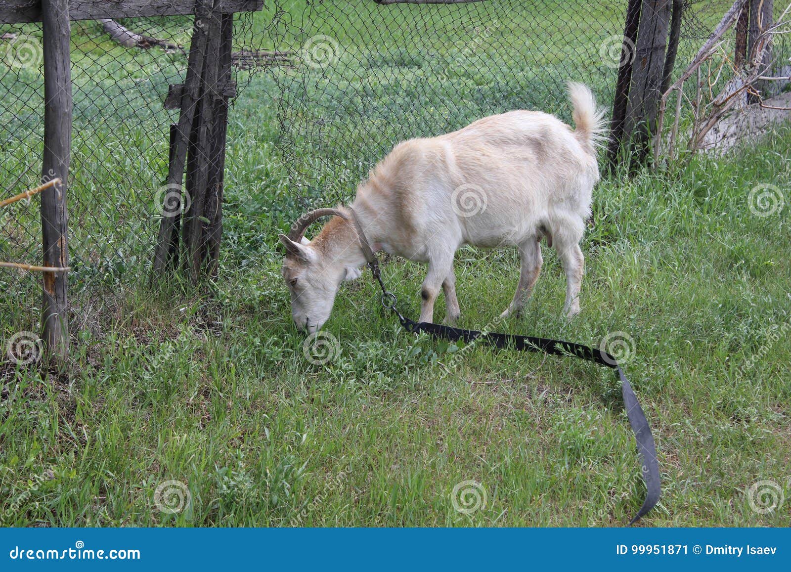 Cabra Atada Que Pasta En El Pueblo 30725 Imagen de archivo - Imagen de ...