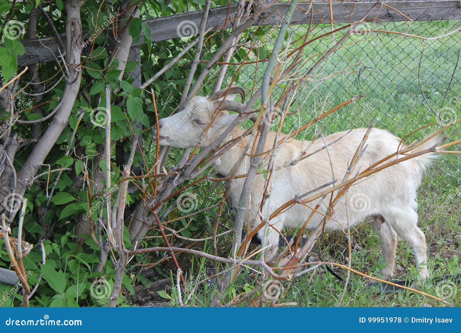 Cabra Atada Que Pasta En El Pueblo 30713 Foto de archivo - Imagen de ...