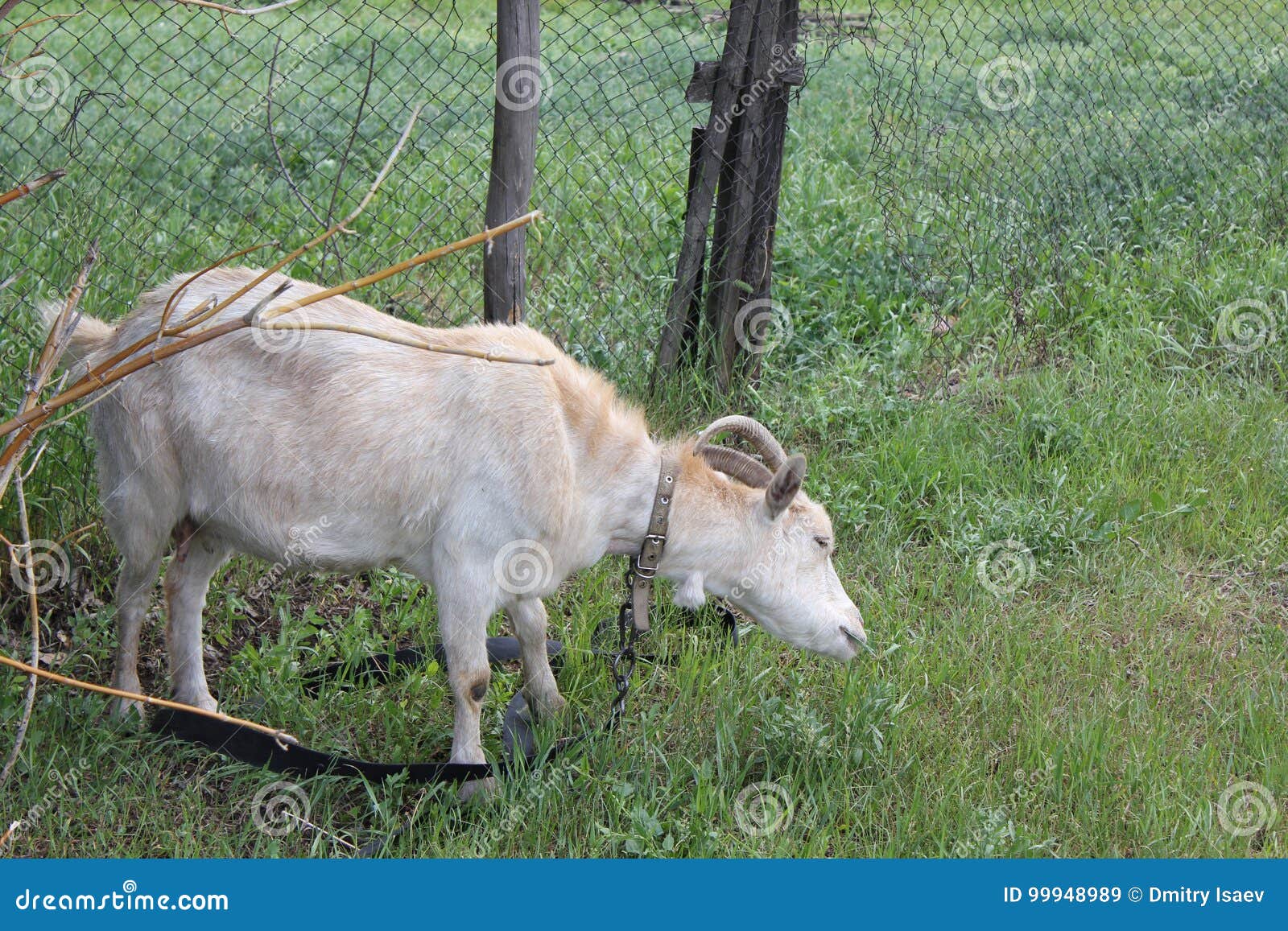 Cabra Atada Que Pasta En Pueblo Imagen de archivo - Imagen de hembra ...