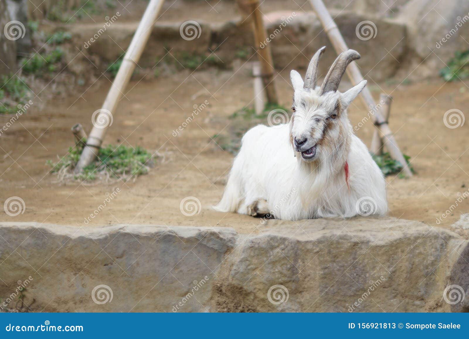 Cabra Blanca Sentada En El Suelo Imagen de archivo - Imagen de alaska ...