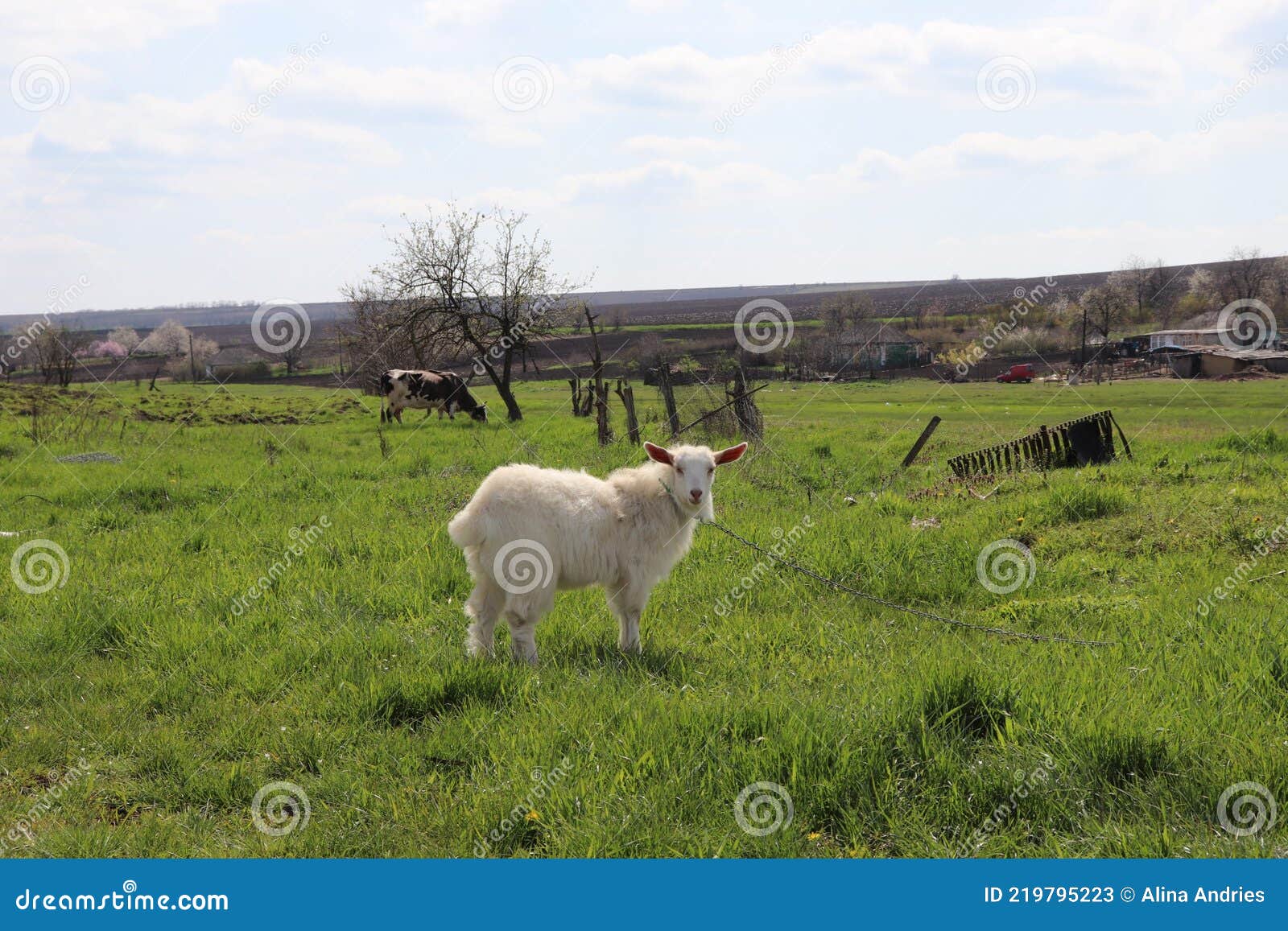 Cabra Blanca Y Vaca Comiendo Pasto Imagen de archivo - Imagen de fauna ...