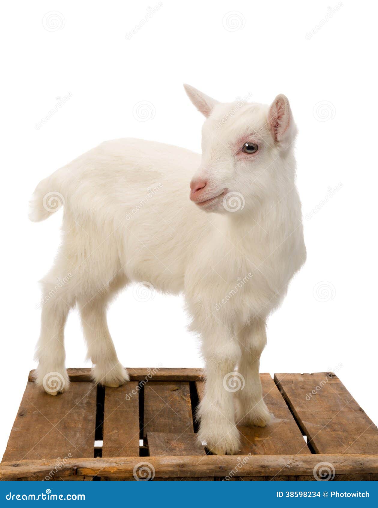 Cabra Branca Do Bebê Na Caixa Foto de Stock - Imagem de estar, fofofo ...